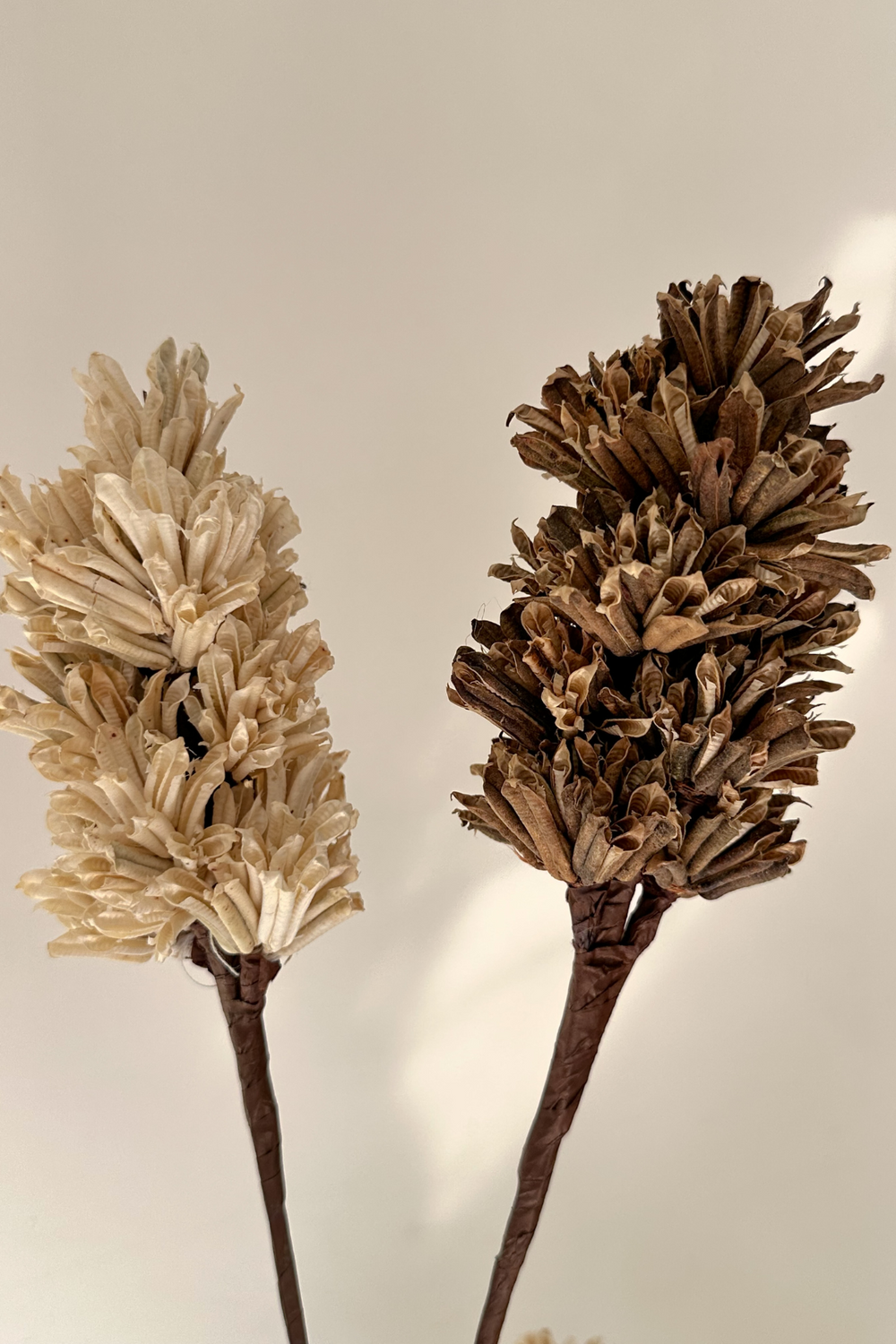 Ivory & Sandy Bloom combo (set of 6)